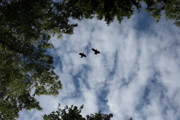 Free Stock Photo of Two Birds Flying in the Sky | Download Free Images ...