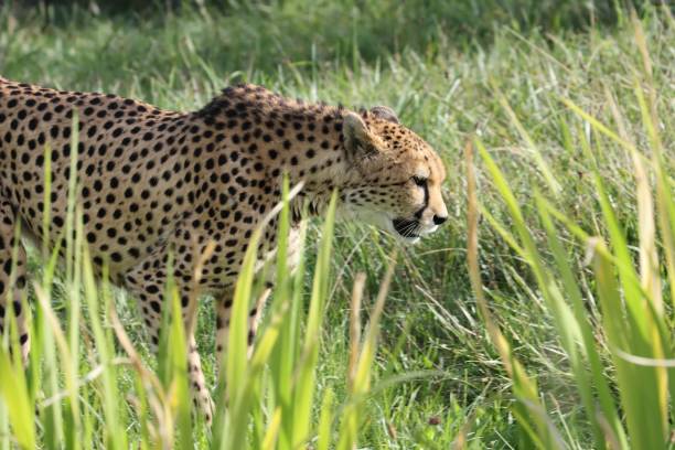 Gepard Pictures | Download Free Images on Unsplash