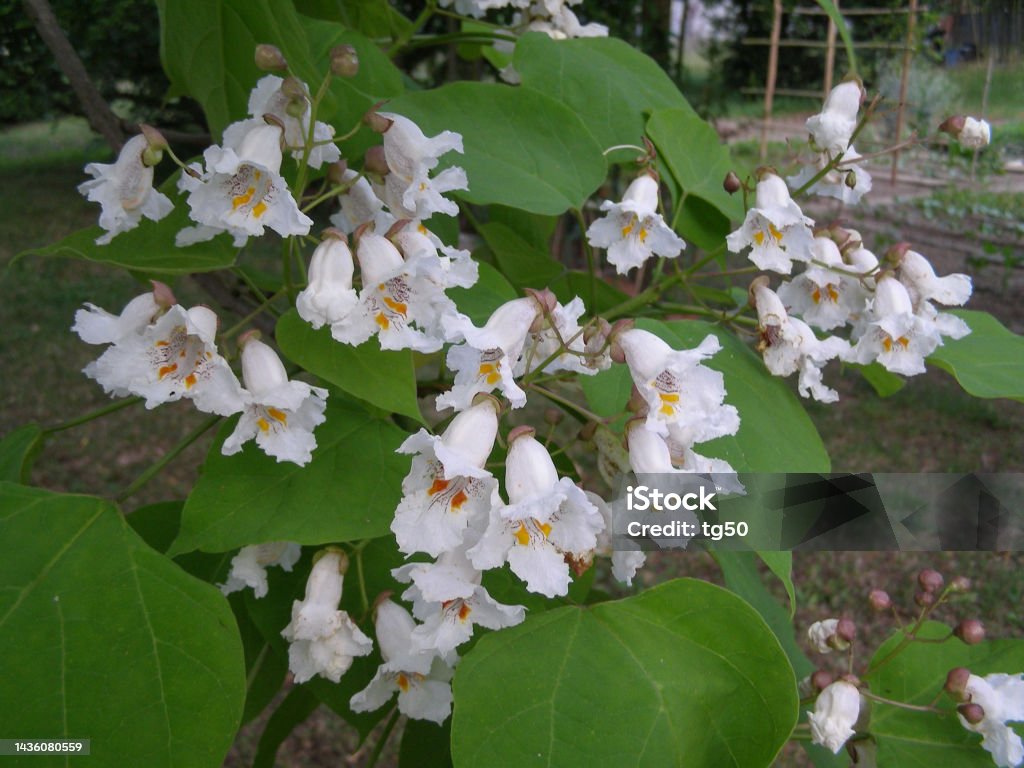 Catalpa Tree Scient Class Bignoniaceae Stock Photo - Download Image Now ... Catalpa Tree Scient Class Bignoniaceae Stock Photo - Download Image Now ...