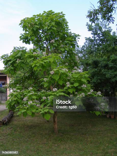 Catalpa Tree Scient Class Bignoniaceae Stock Photo - Download Image Now ... Catalpa Tree Scient Class Bignoniaceae Stock Photo - Download Image Now ...