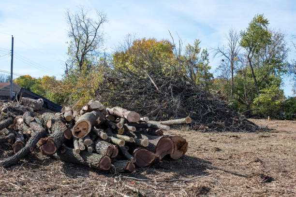 Free picture: Large pile of cut trees, an industrial depo