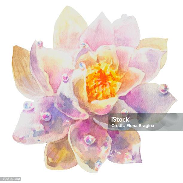 Fleur De Nénuphar Blanc Avec Gouttes De Rosée Illustration À Laquarelle