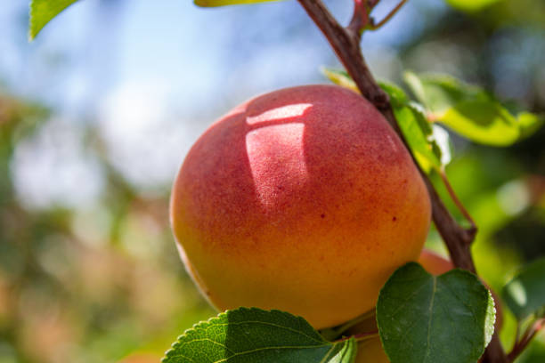 Apricot Tree Pictures | Download Free Images on Unsplash
