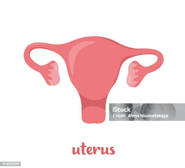 Uterus Woman Reproductive Health Illustration Internal Organs Of The