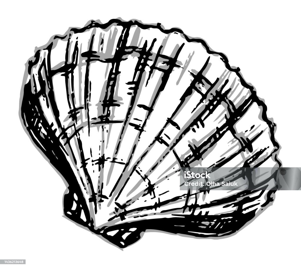 Sketsa Kerang Monokrom Ilustrasi Vektor Yang Digambar Tangan Kerang ... Sketsa Kerang Monokrom Ilustrasi Vektor Yang Digambar Tangan Kerang ...
