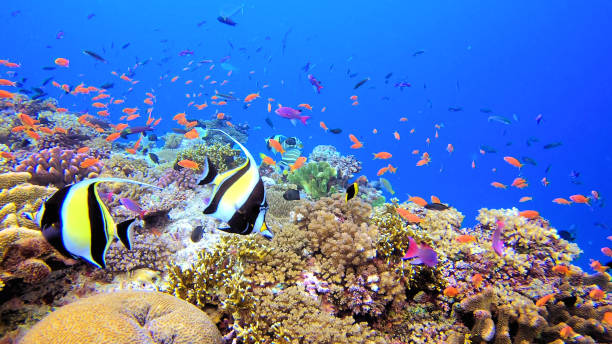 Free picture: coral, reef, fish, pacific, blue, tan, paracanthurus hepatus