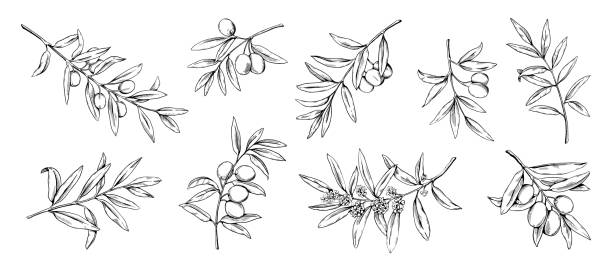 Olive Flower Drawing