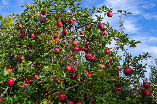 Free picture: apple, apple tree, japan, fruit tree, fruit, color ...