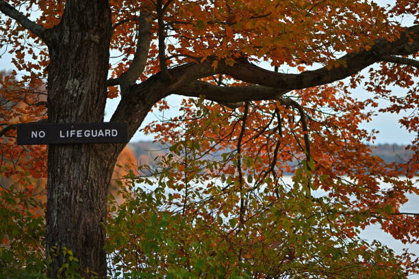 Free picture: wood, nature, tree bark, sign, color, outdoor