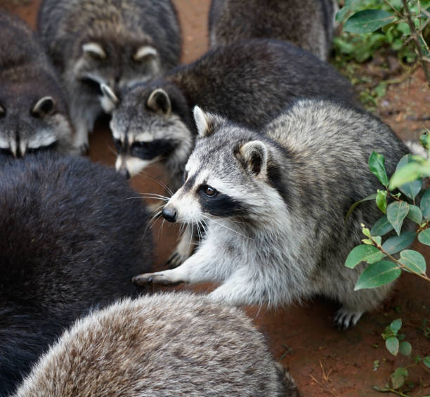 Raccon Pictures | Download Free Images on Unsplash