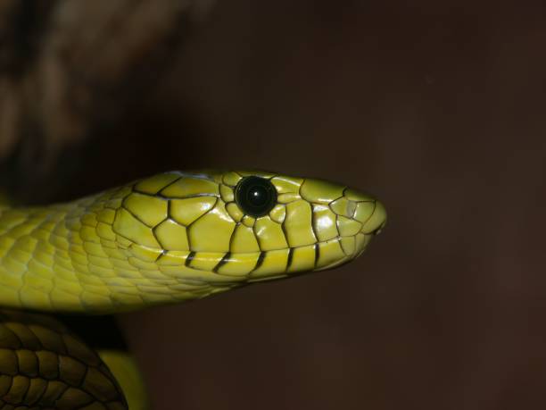 30,000+ Mamba Pictures | Download Free Images on Unsplash
