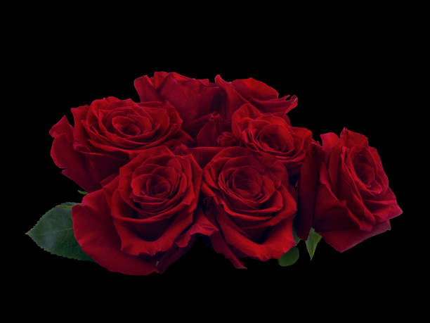 Bunch Of Rose With Black Background