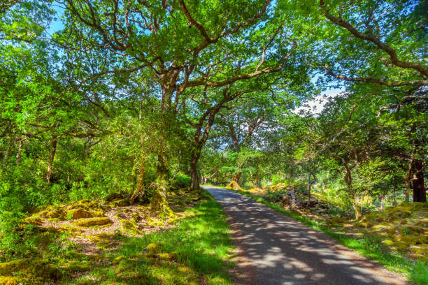 Killarney Pictures | Download Free Images on Unsplash