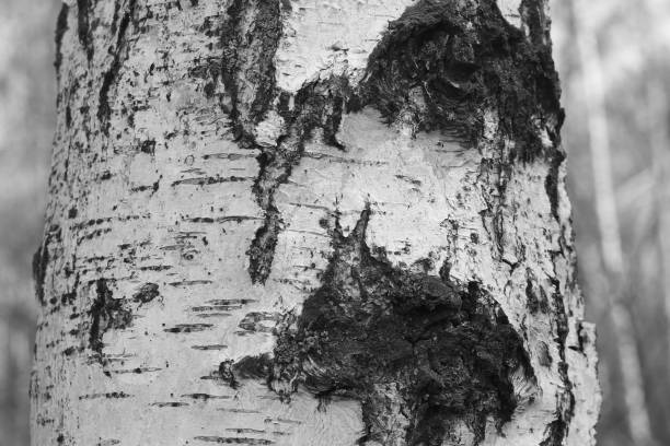 Free picture: nature, texture, tree, birch, bark, wood, old, pattern