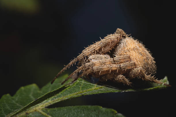 Spider Rest Web - Free photo on Pixabay - Pixabay