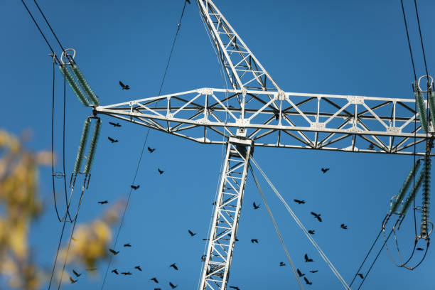 Free Stock Photo of Birds flying over power lines | Download Free ...