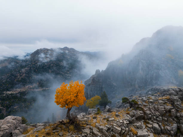 Free Stock Photo of Yellow Tree Standing in Mountain Landscape ...