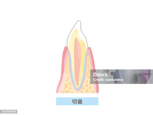 Tooth Structure Cross Section View Vector Illustration Material Stock