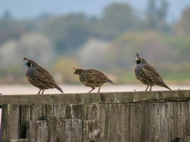 Free picture: quail, peacefully, tree