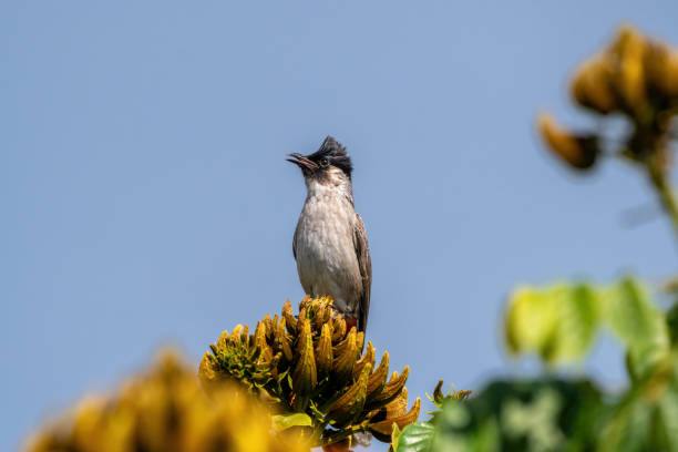 Best 500+ Bulbul Pictures | Download Free Images on Unsplash