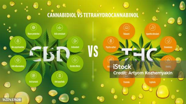 Cbd Vs Thc Green Information Poster With Comparison Cbd And Thc List Of