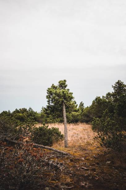 Nida Pictures | Download Free Images on Unsplash