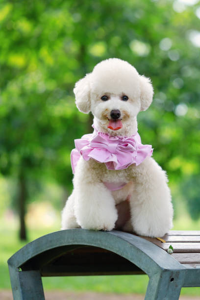 Bichon Pictures | Download Free Images on Unsplash