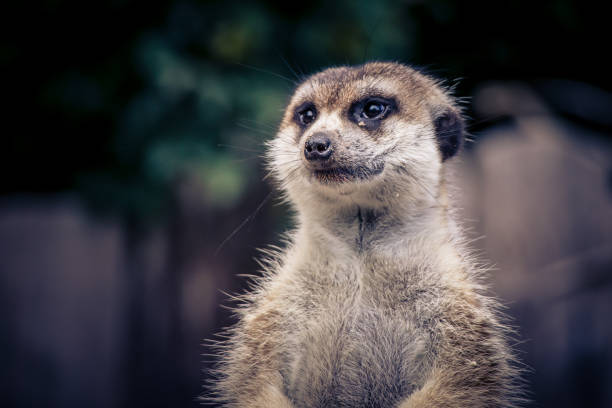 Meercat Pictures | Download Free Images on Unsplash