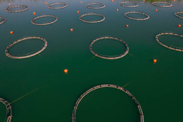 Fish Farming Pictures | Download Free Images on Unsplash