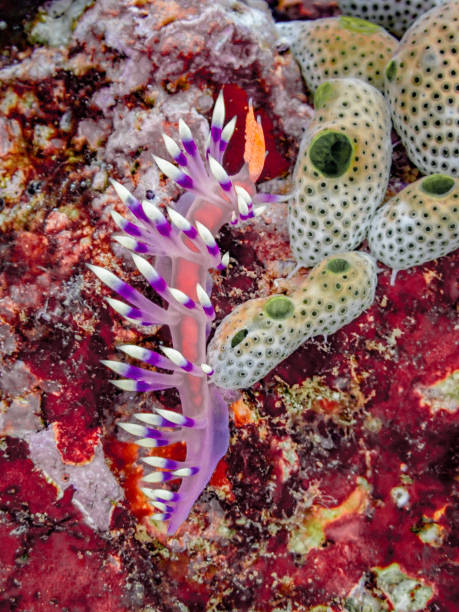 30+ Flabellina Exoptata Photos Stock Photos, Pictures & Royalty-Free ... 30+ Flabellina Exoptata Photos Stock Photos, Pictures & Royalty-Free ...