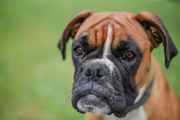 Are All Boxer Dogs Hyper