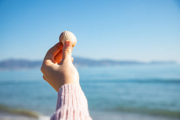 Free Stock Photo of A hand holding a shell with a shell inside ...