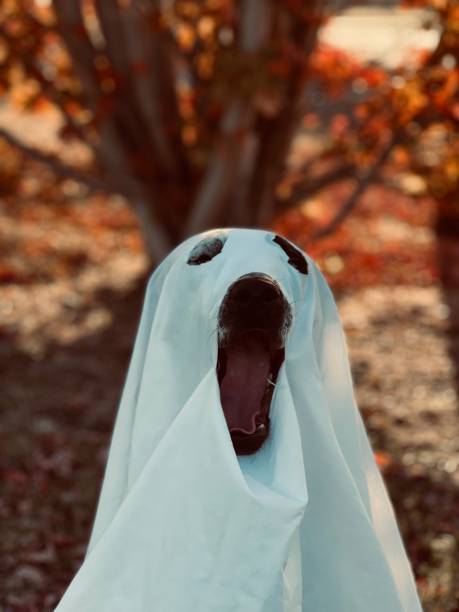 Boos Pictures | Download Free Images on Unsplash