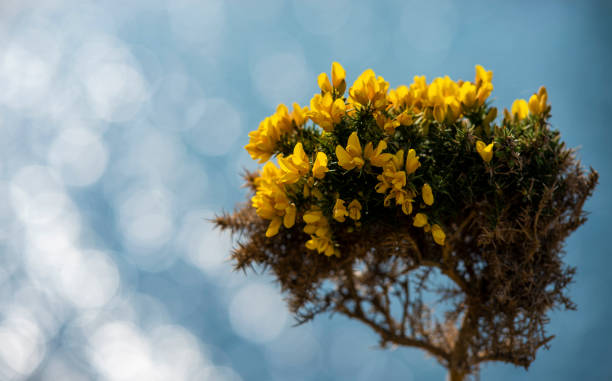 Gorse Pictures | Download Free Images on Unsplash