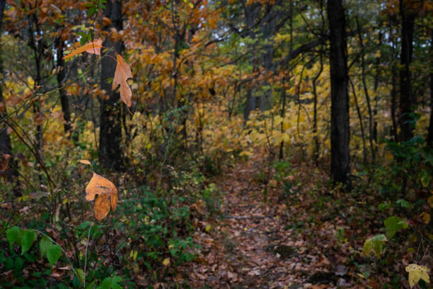 Indiana Photography Pictures | Download Free Images on Unsplash