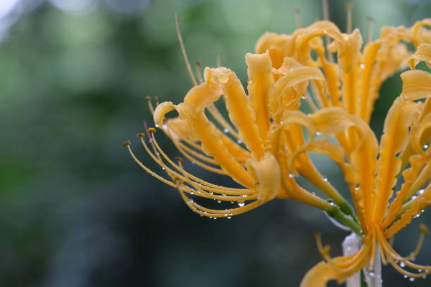 Lycoris Pictures | Download Free Images on Unsplash