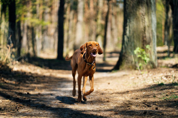 Free Stock Photo of Brown Dog Walking Through Forest Filled With Trees ...