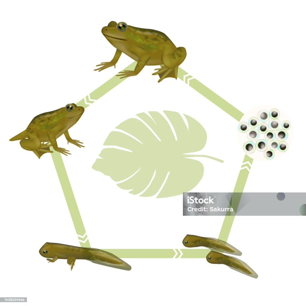 Siklus Hidup Katak Froglet Katak Berudu Dengan Kaki Berudu Embrio Telur Diagram Kodok