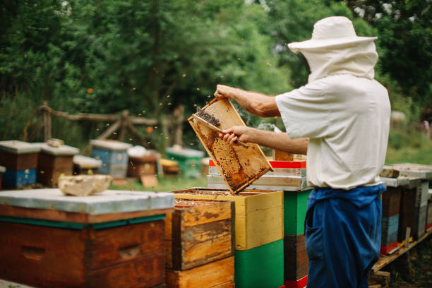 Bee Farm Pictures | Download Free Images on Unsplash