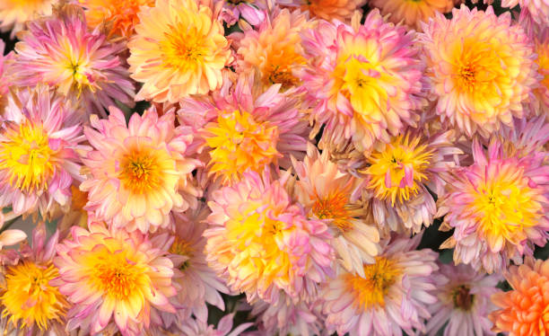 Free picture: flowers, bright, pinkish, close-up, petals, cluster ...