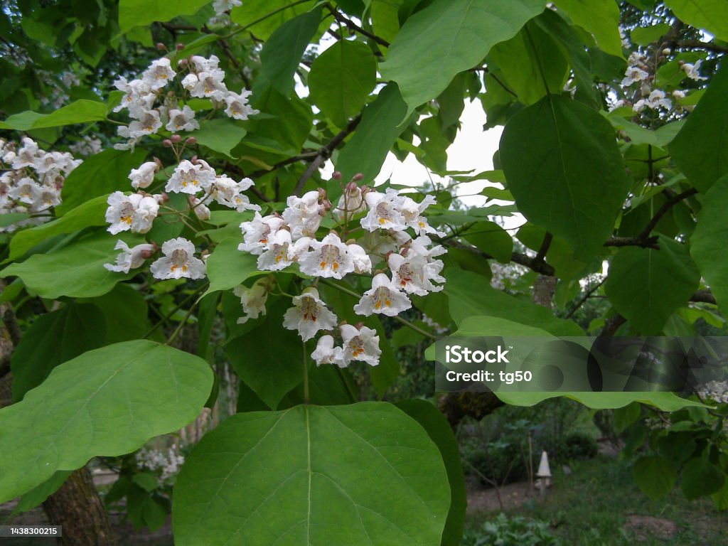 Catalpa Tree Scient Class Bignoniaceae Stock Photo - Download Image Now ... Catalpa Tree Scient Class Bignoniaceae Stock Photo - Download Image Now ...
