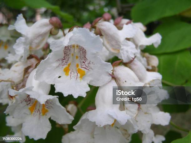 Catalpa Tree Scient Class Bignoniaceae Stock Photo - Download Image Now ... Catalpa Tree Scient Class Bignoniaceae Stock Photo - Download Image Now ...