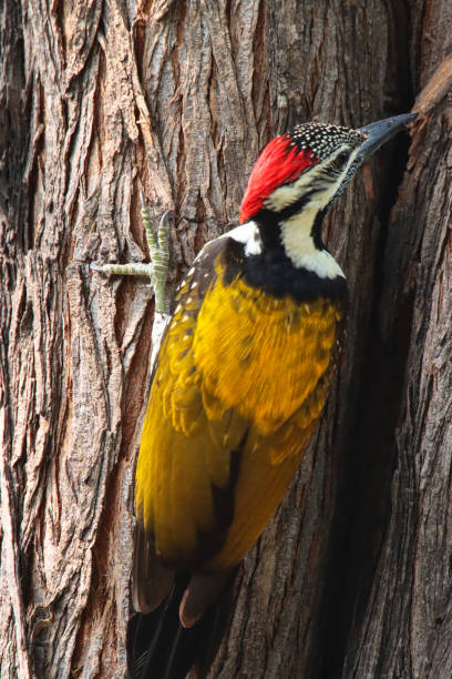 750+ Bird In Tree Pictures | Download Free Images on Unsplash