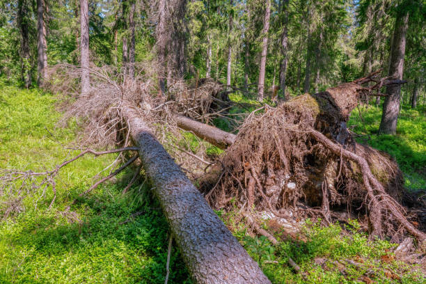 Free picture: Bending tree trunks in forest by hurricane wind