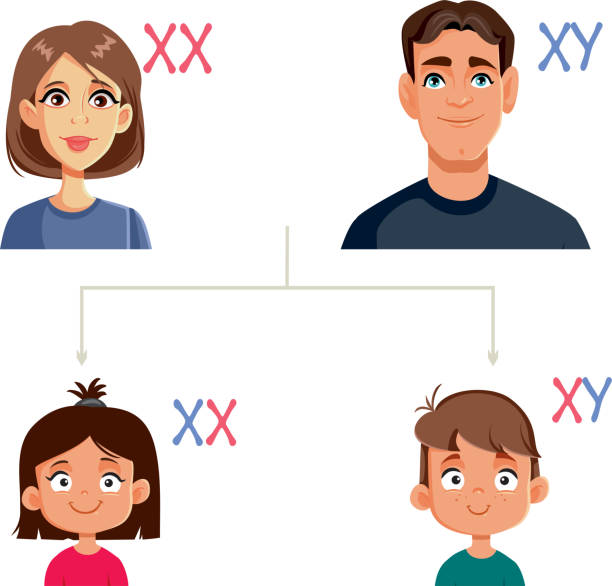 60 X Y Chromosomes Stock Illustrations Royalty Free Vector Graphics
