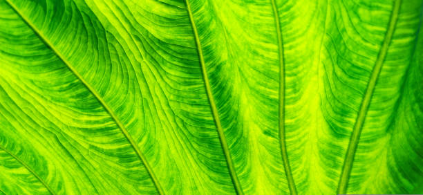 Chlorophyll Pictures | Download Free Images on Unsplash