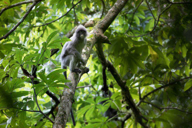 Free picture: branch, nature, tree, leaf, monkey, primate, outdoor