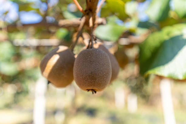 530+ Picking Kiwi Fruit Stock Photos, Pictures & Royalty-Free Images ... 530+ Picking Kiwi Fruit Stock Photos, Pictures & Royalty-Free Images ...
