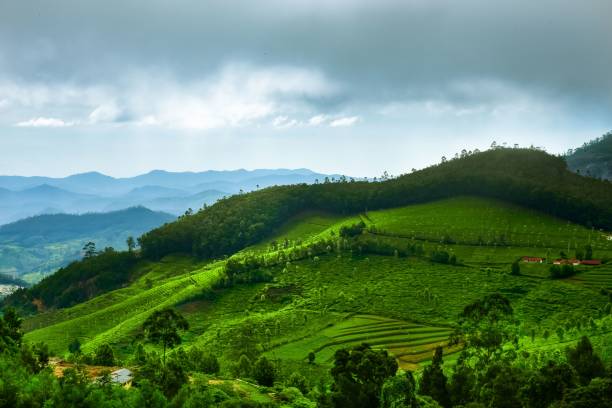 Kebun Pictures | Download Free Images on Unsplash