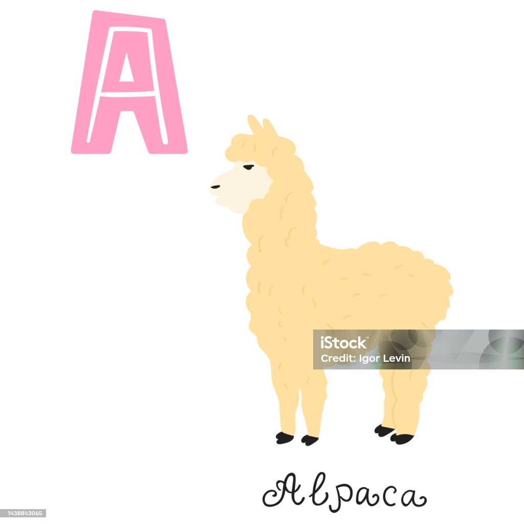 Alpaca Letter A Educational Concept Learn Alphabet Stock Illustration Download Image Now Istock